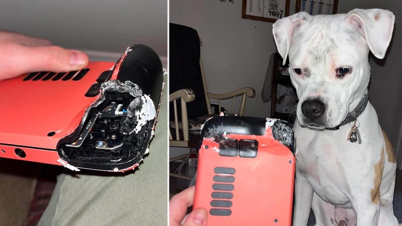 Puppy Chews Up Steam Deck, Is Very Cute And Sorry - Kotaku