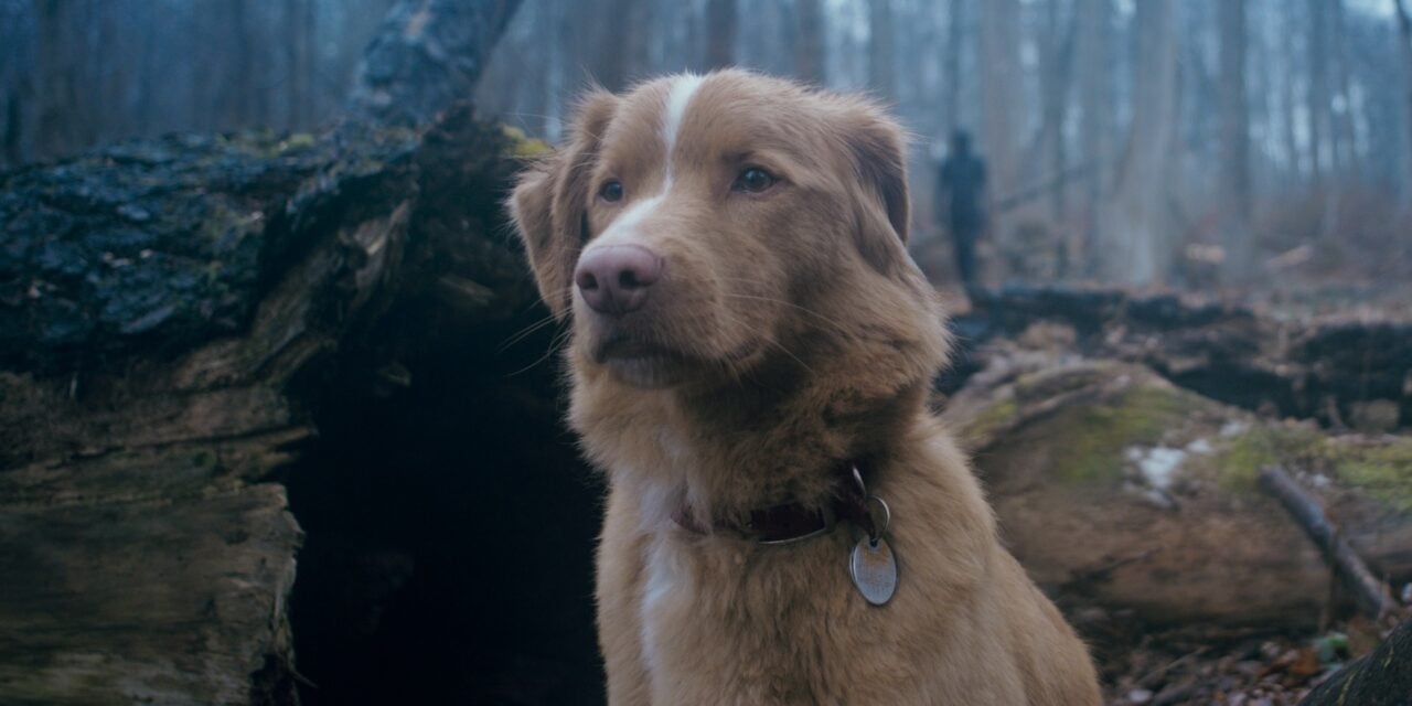 Dog-Led Horror Movie Good Boy Gets First Trailer