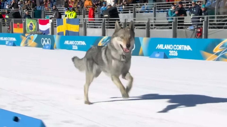 Local Dog Crashes Olympics, Chases Camera, Is Best Boy